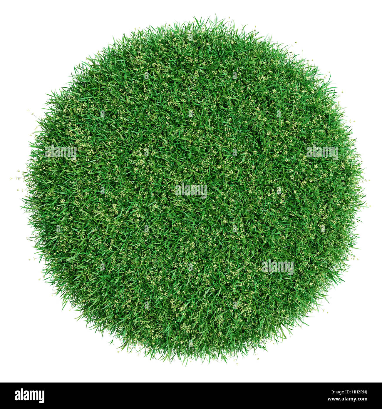 Very tall grass Cut Out Stock Images & Pictures - Alamy