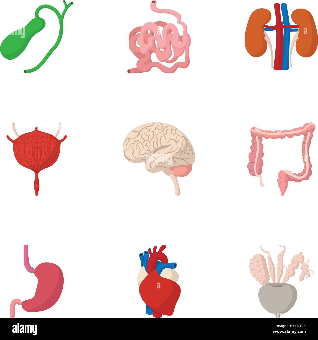 Internal organs icons set cartoon hi-res stock photography and images ...