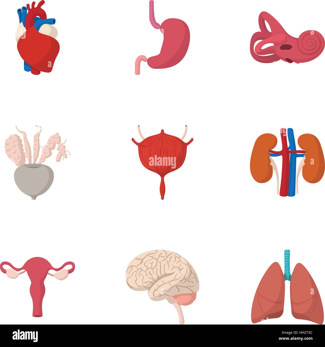 Internal organs icons set, cartoon style Stock Vector Image & Art - Alamy