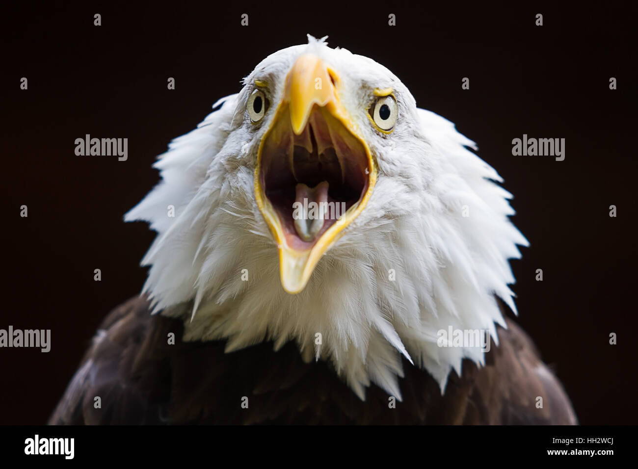 Eagle with a big beak hi-res stock photography and images - Alamy