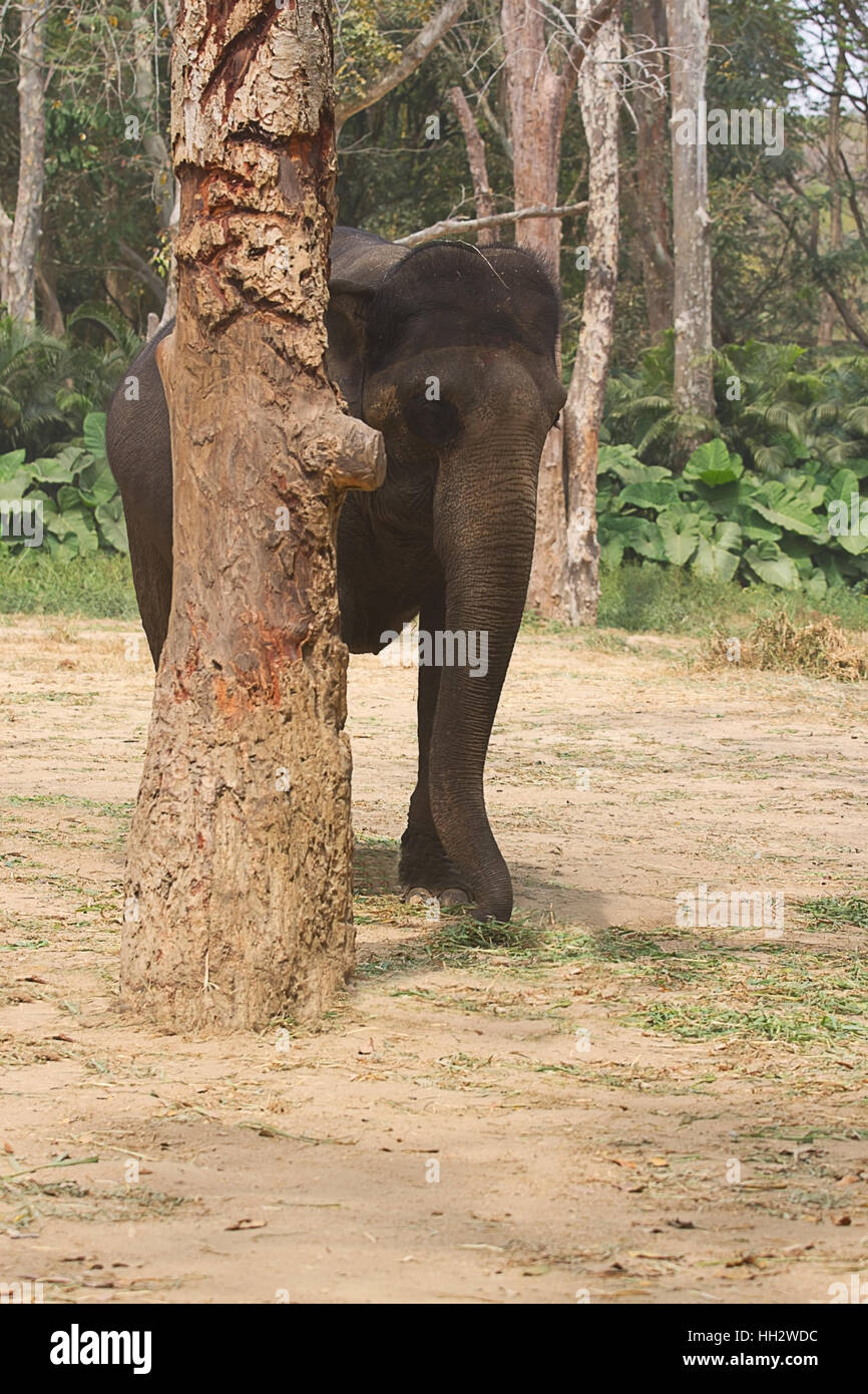 photo of an Asian Elephant behind a tree feeding on grass Stock Photo ...