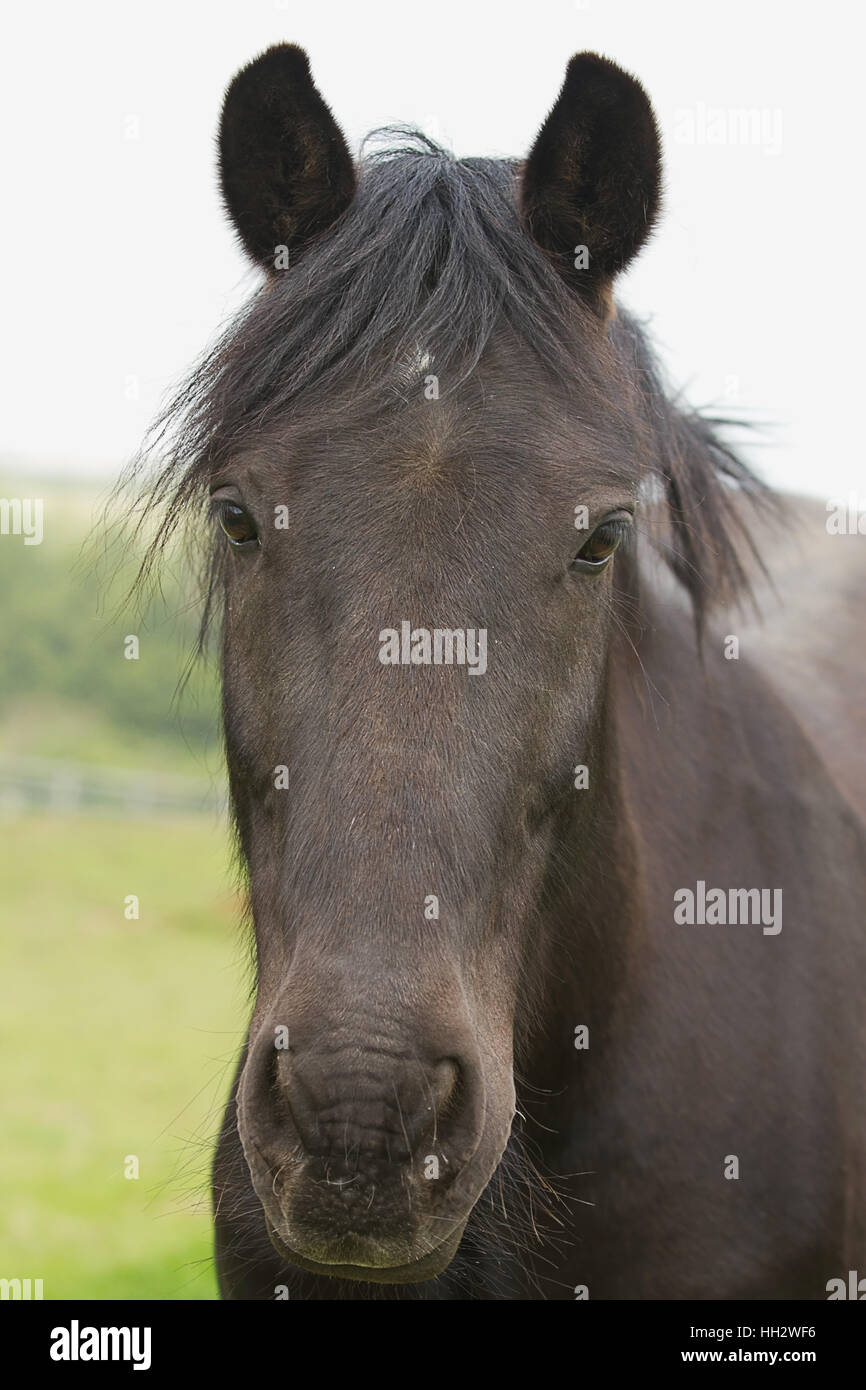 Black pony hi-res stock photography and images - Alamy