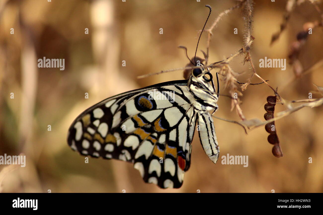 Indian butterfly hi-res stock photography and images - Alamy