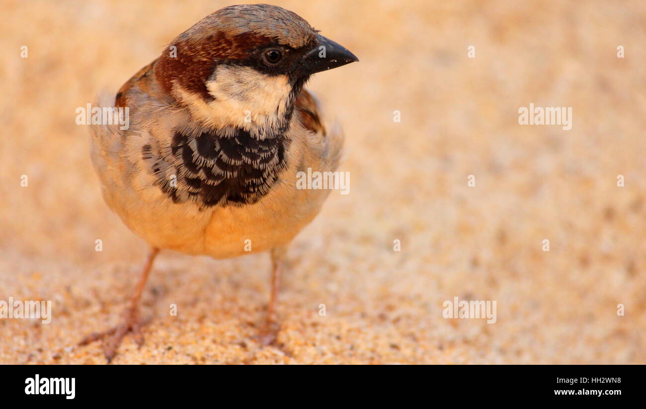 Indian sparrow hi-res stock photography and images - Alamy