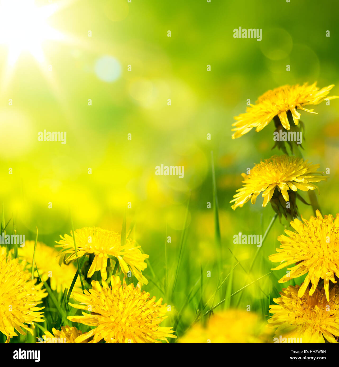 spring flower background; fresh flower on green grass background Stock ...