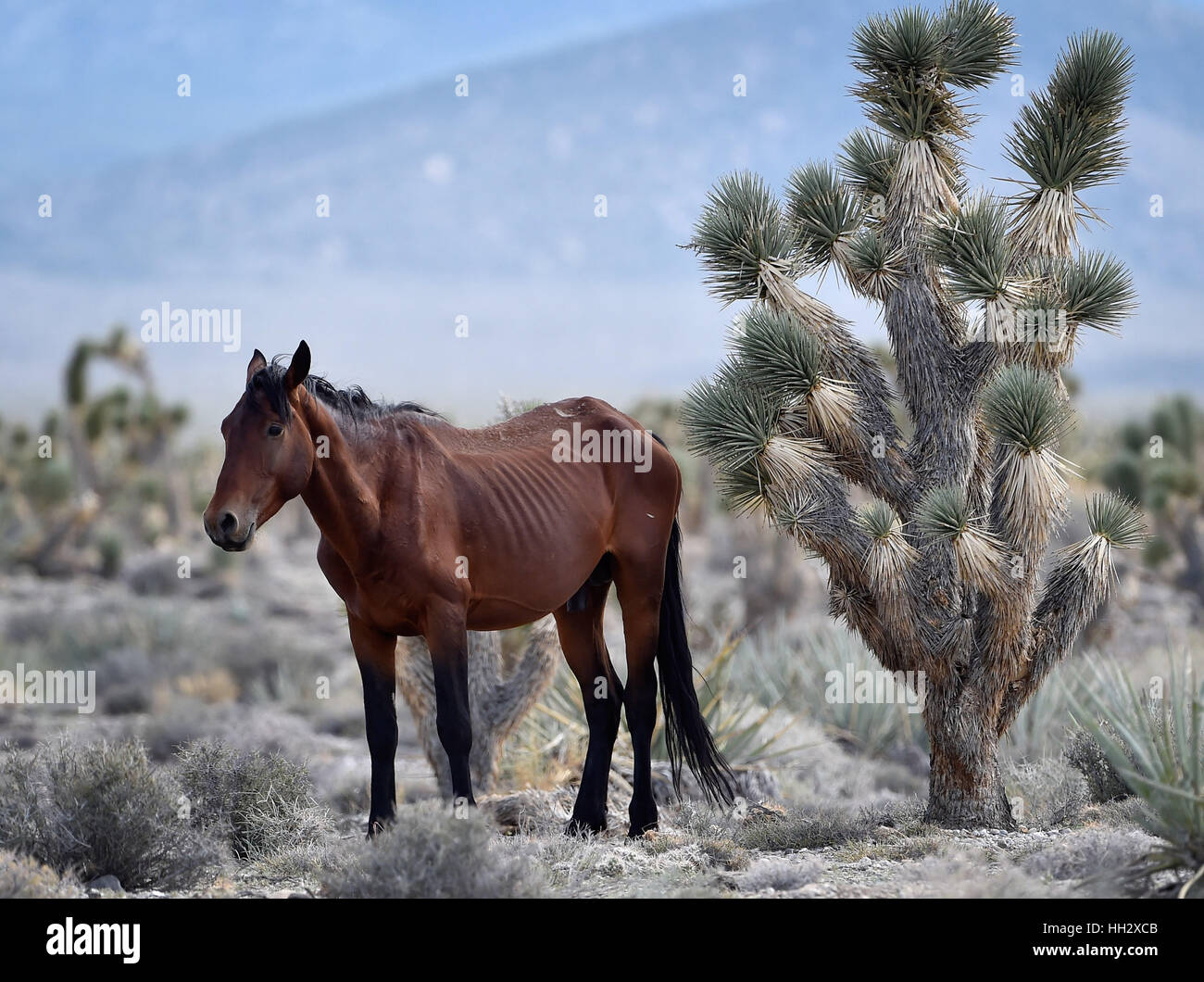 Wild Mustang Horse In Nevada High Resolution Stock Photography and ...