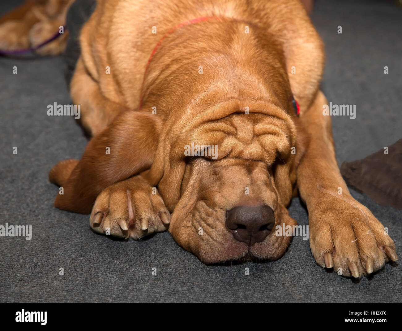 Excel, London, UK. 15th Jan, 2017. Large Bloodhound attracts attention ...