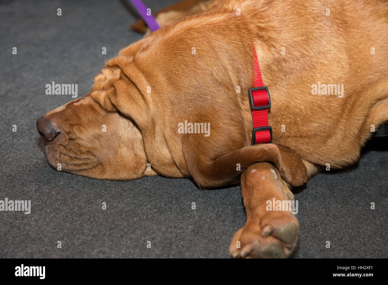 Excel, London, UK. 15th Jan, 2017. Large Bloodhound attracts attention ...