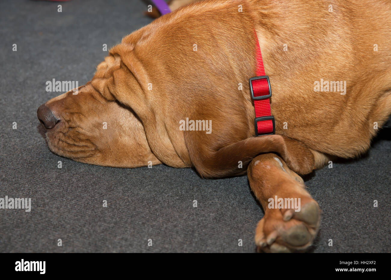 Excel, London, UK. 15th Jan, 2017. Large Bloodhound attracts attention ...