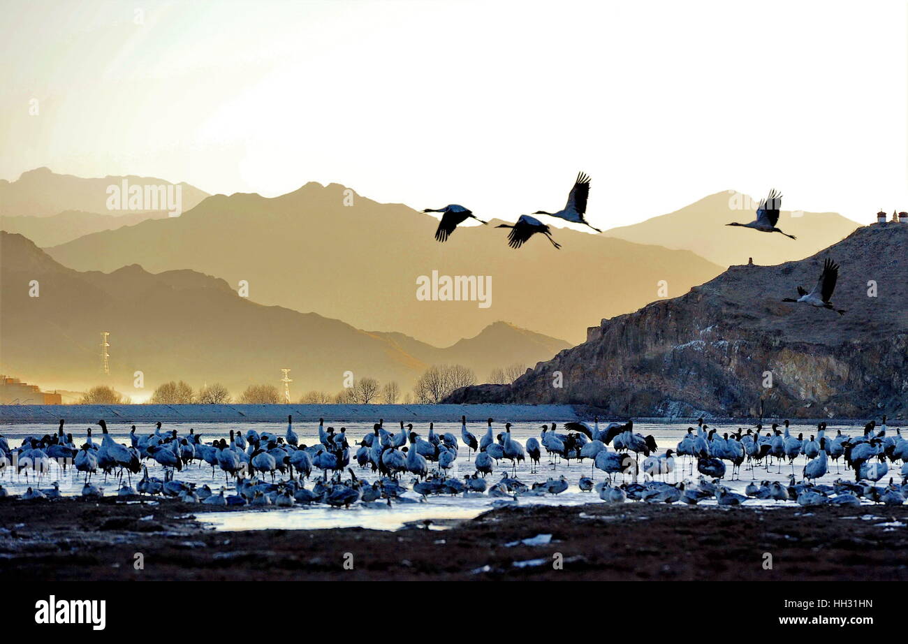 Lhasa, China's Tibet Autonomous Region. 15th Jan, 2017. Black-necked ...