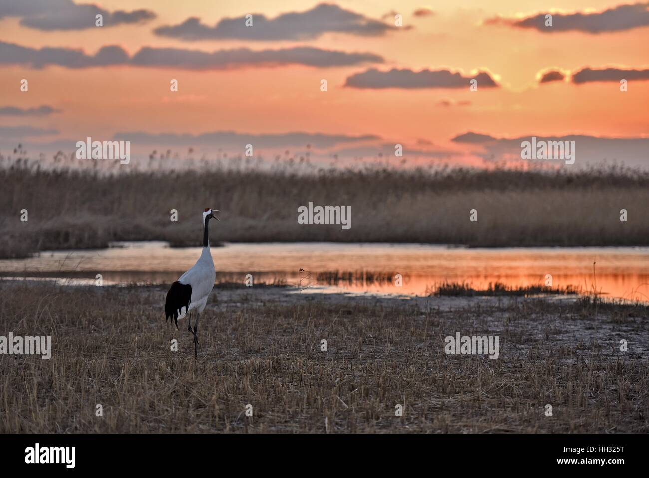 Yancheng, Yancheng, China. 14th Jan, 2017. Yancheng, CHINA-January 14 ...
