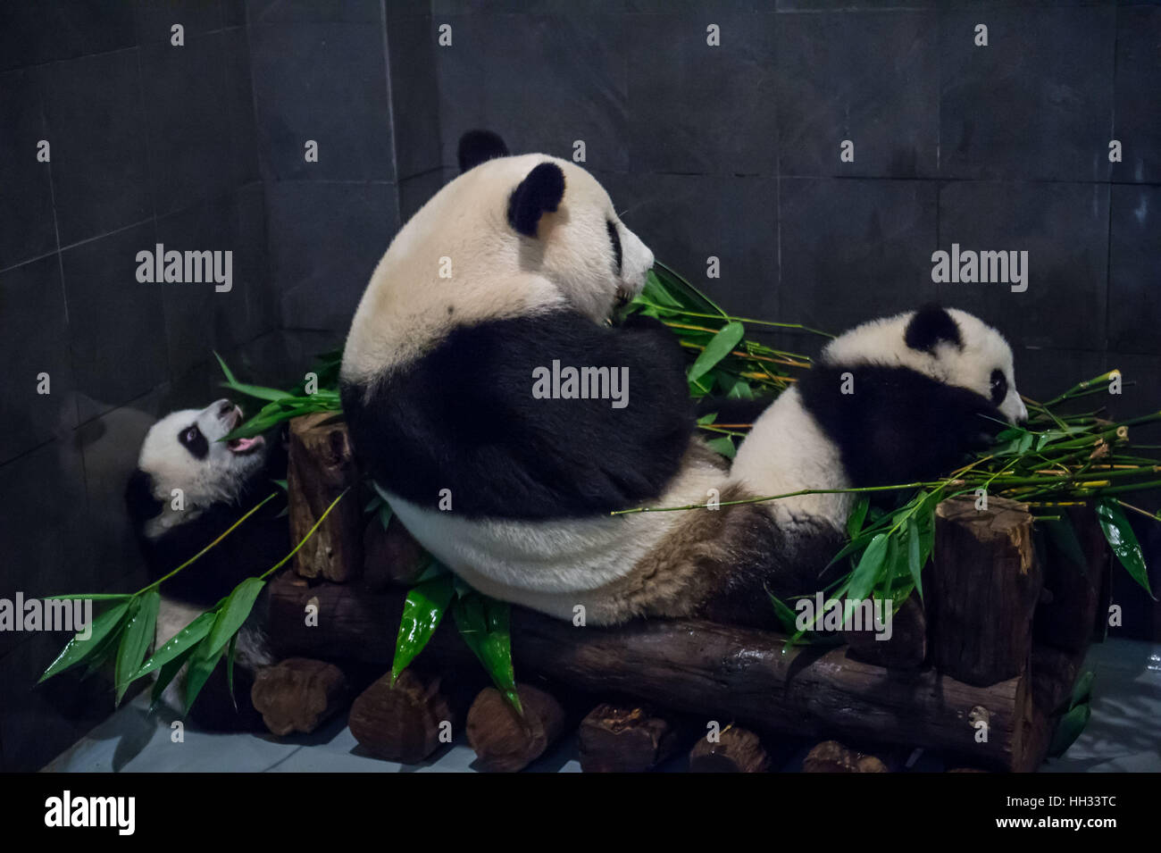 Macao, China. 11th Jan, 2017. Giant pandas Jianjian (L), Xinxin (C) and ...