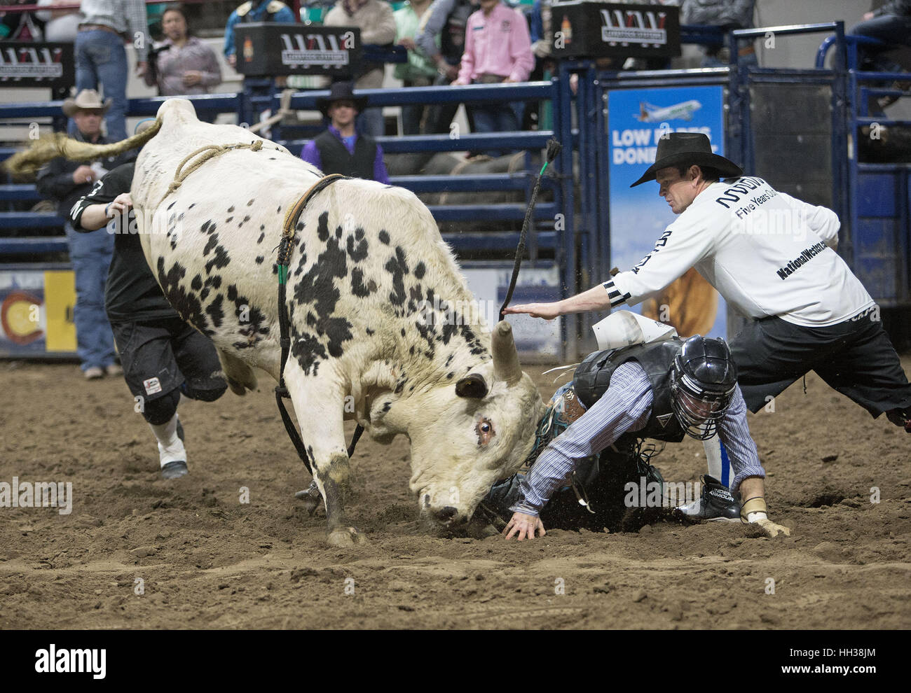 Denver, USA. 16th Jan, 2017. Bull Rider Kurtis Turner of UT gets bumped ...