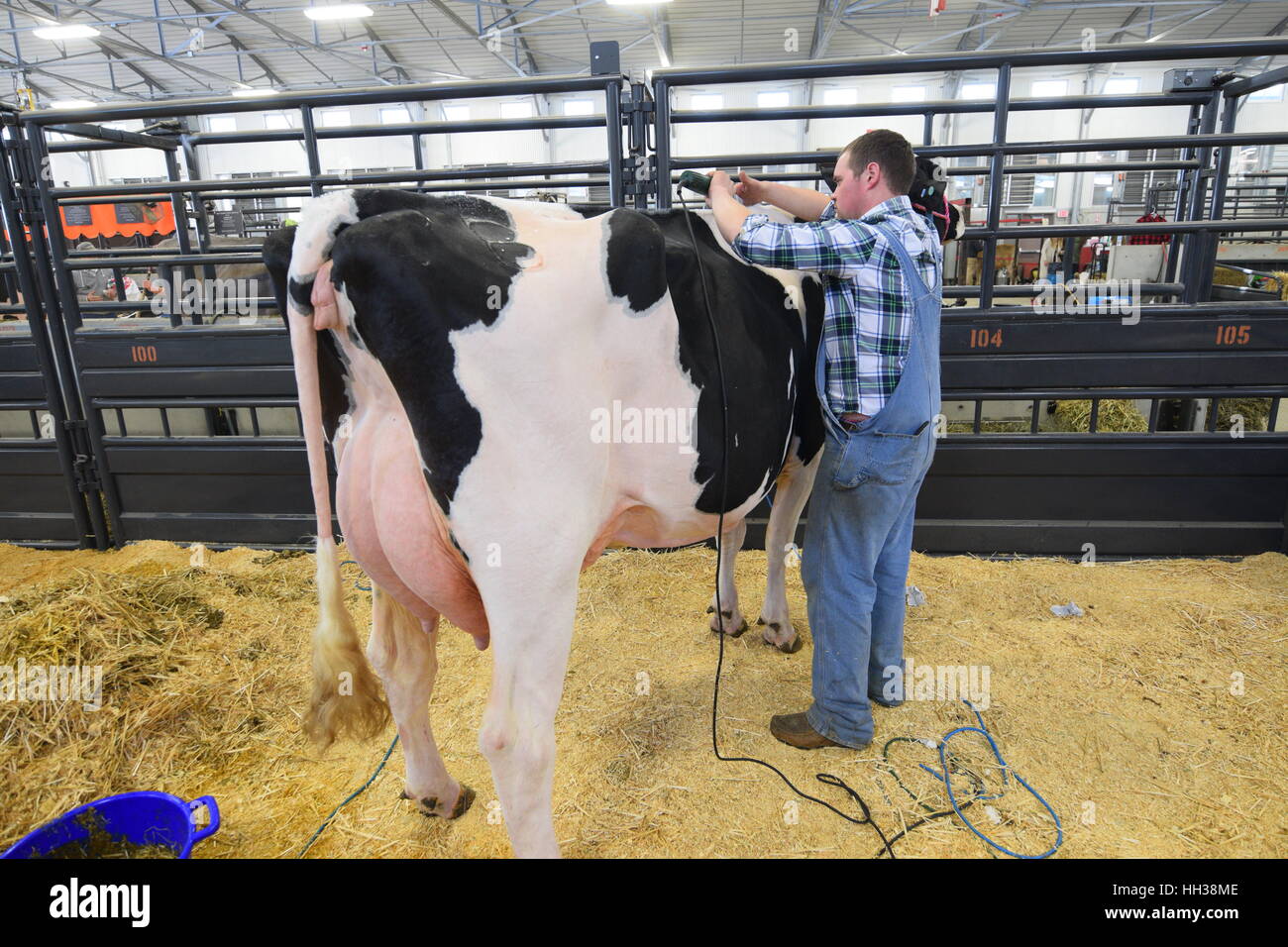 Images alamy holstein hi-res stock photography and images - Alamy