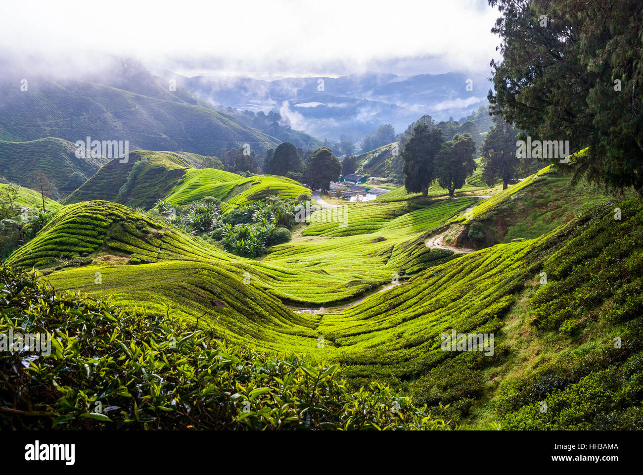 Cameron highlands malaysia hi-res stock photography and images - Alamy