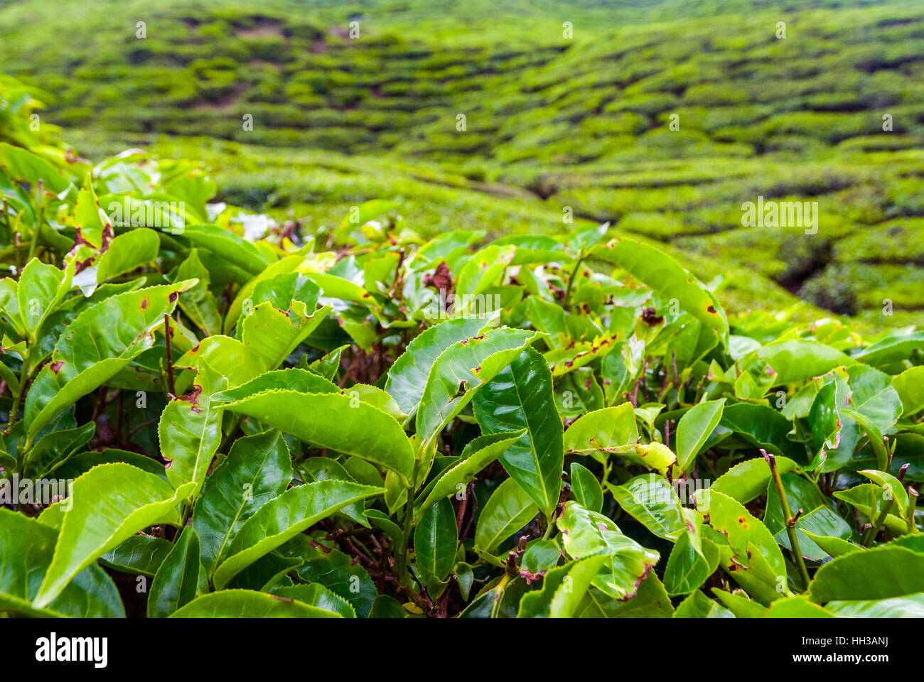 Cameron highands hi-res stock photography and images - Alamy