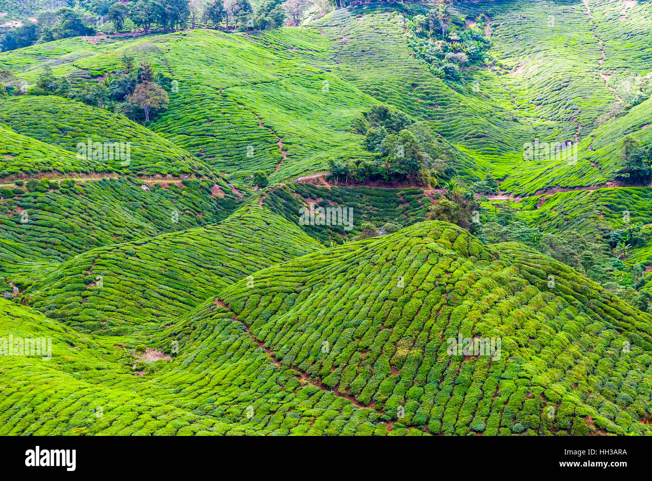 Scenic tea plantations in cameron highlands, Malaysia Stock Photo - Alamy