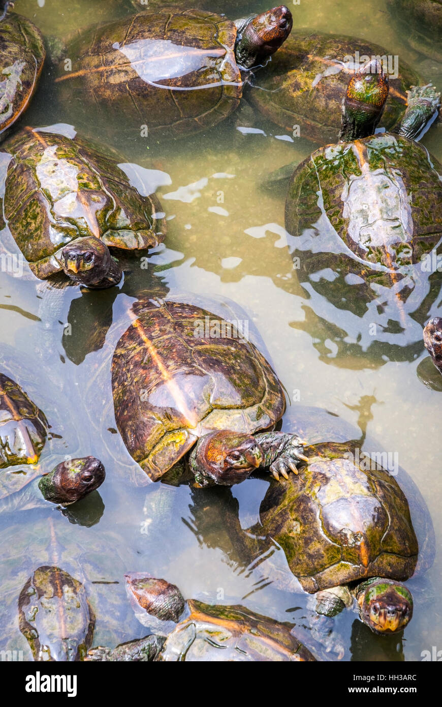 Group of turtles in green pond water Stock Photo - Alamy