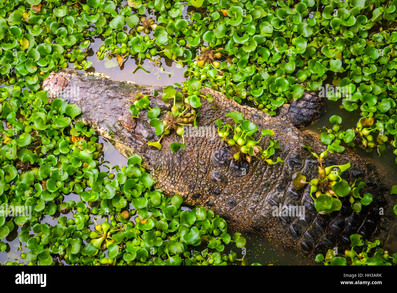 Crocodile swimming in water with green leaves from above Stock Photo ...