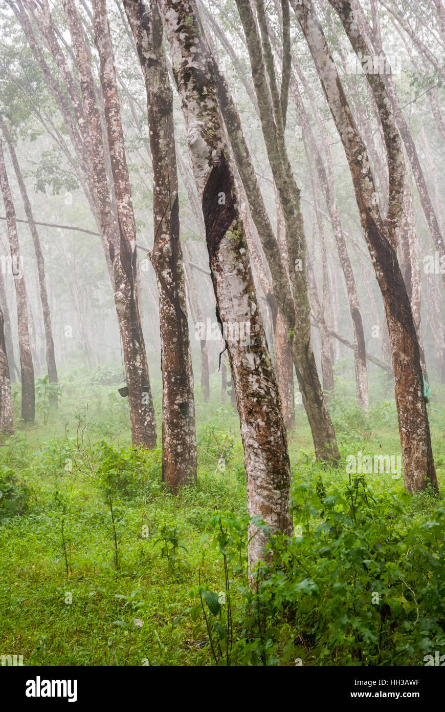 View on caoutchouc tree forest plantation Stock Photo - Alamy