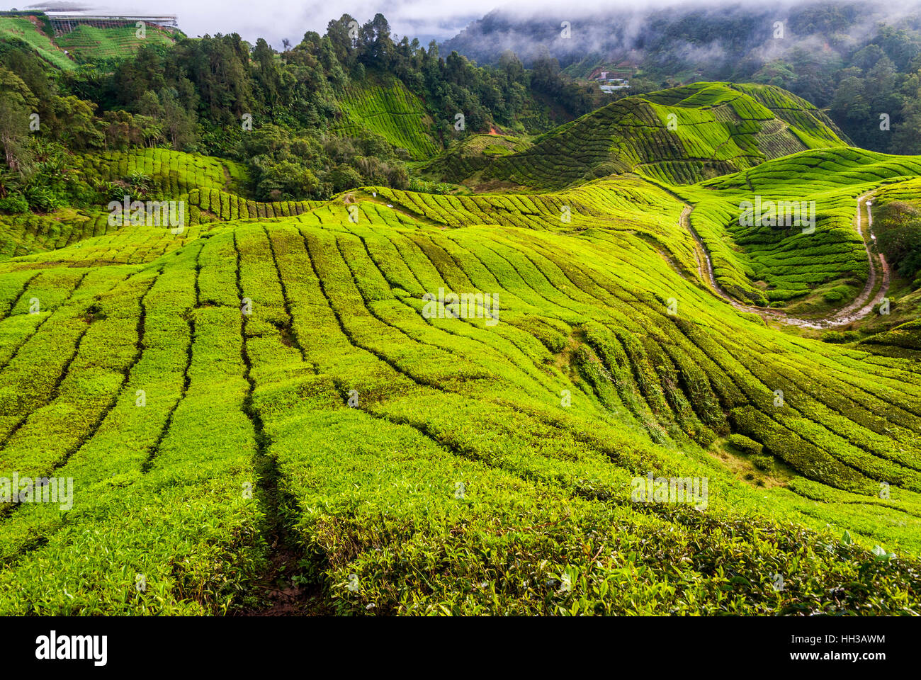 Scenic valley with tea plantation, Cameron highlands, Malaysia Stock ...