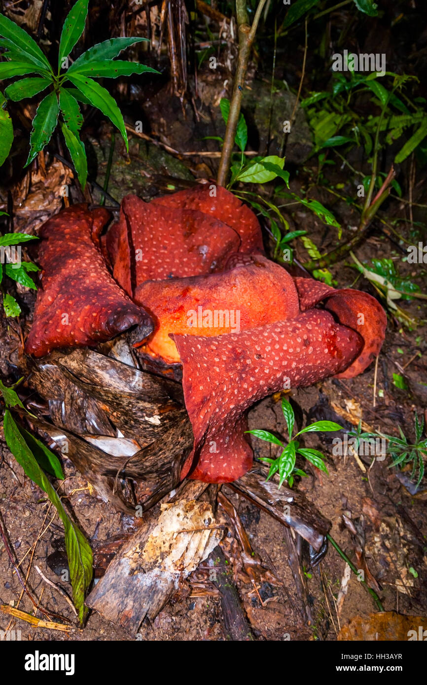 Rafflesia, world biggest flower blossoming, Cameron highlands, Malaysia ...