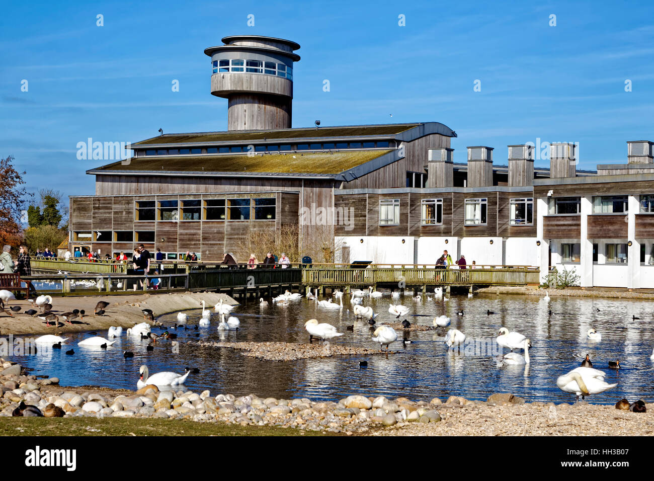 Slimbridge wetland centre england hi-res stock photography and images ...