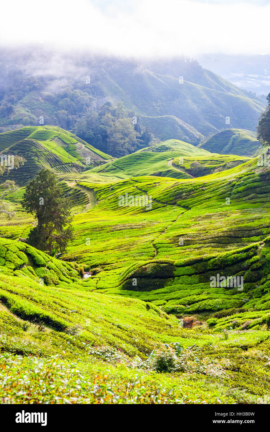 Scenic valley with tea plantation, Cameron highlands, Malaysia Stock ...