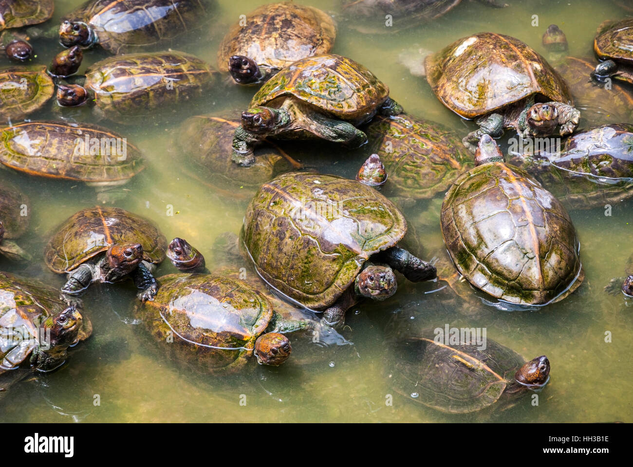 Group of turtles in green pond water Stock Photo - Alamy