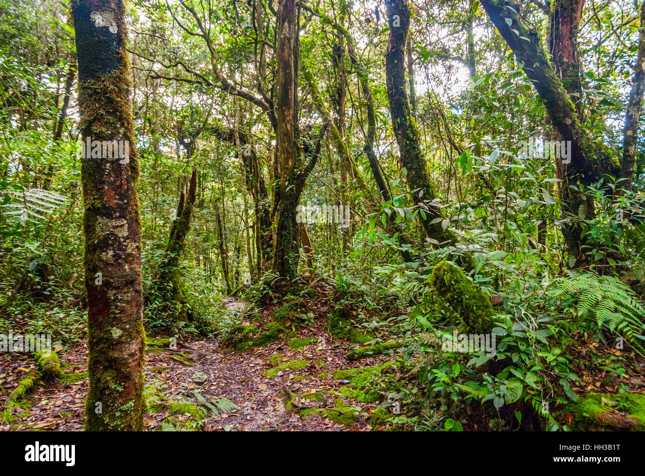 Beautiful scene of wild rain forest in bright colors in daylight ...