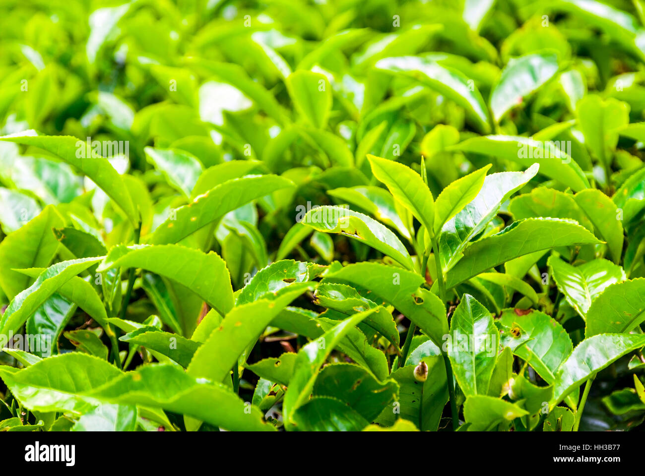 Close up of tea bush leaves, Cameron highands, Malaysia Stock Photo - Alamy