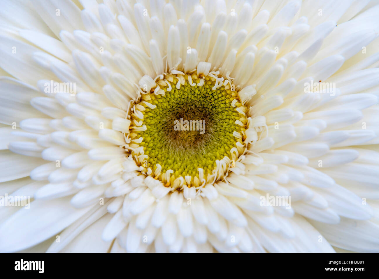 Close-up of beautiful blooming white gerbera daisy flower Stock Photo ...