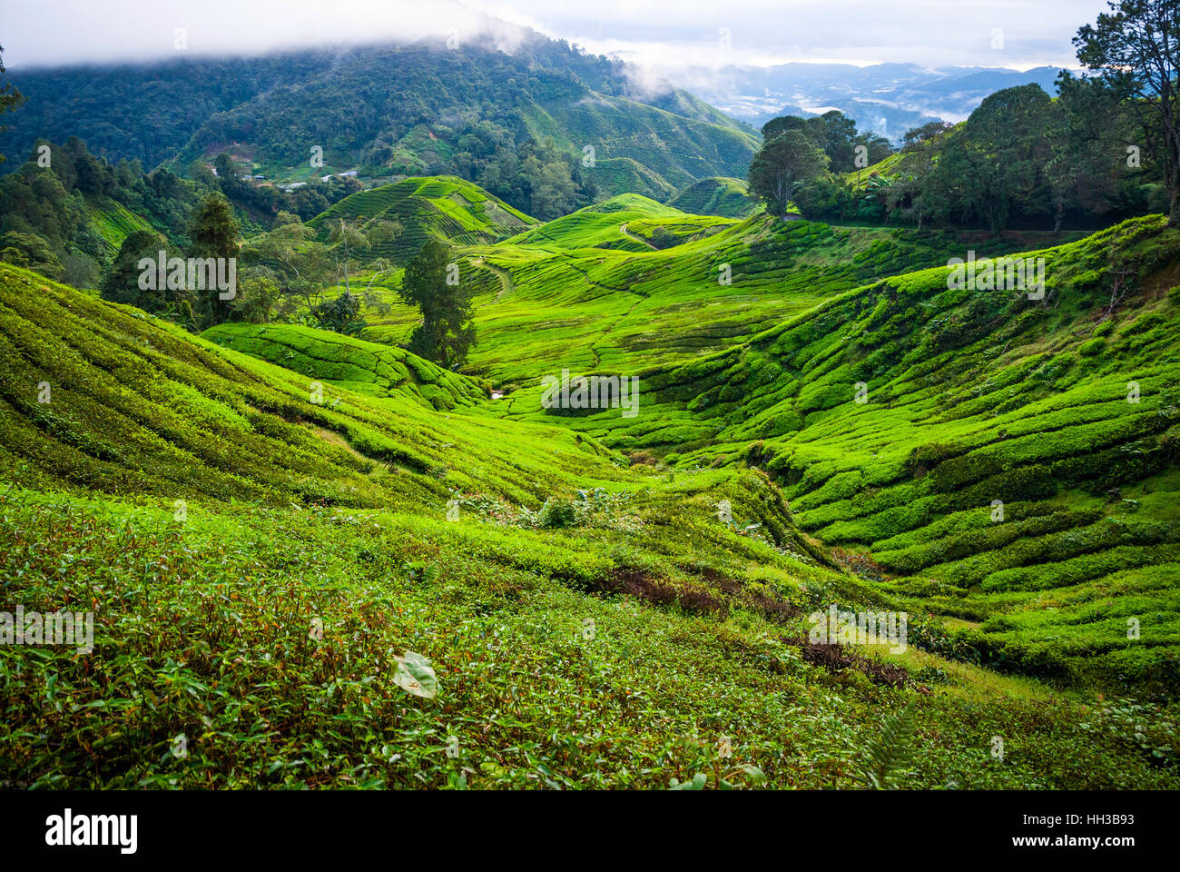 Scenic valley with tea plantation, Cameron highlands, Malaysia Stock ...