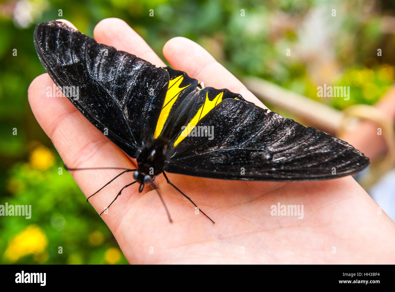 Close up of beautiful butterfly on human hand Stock Photo - Alamy