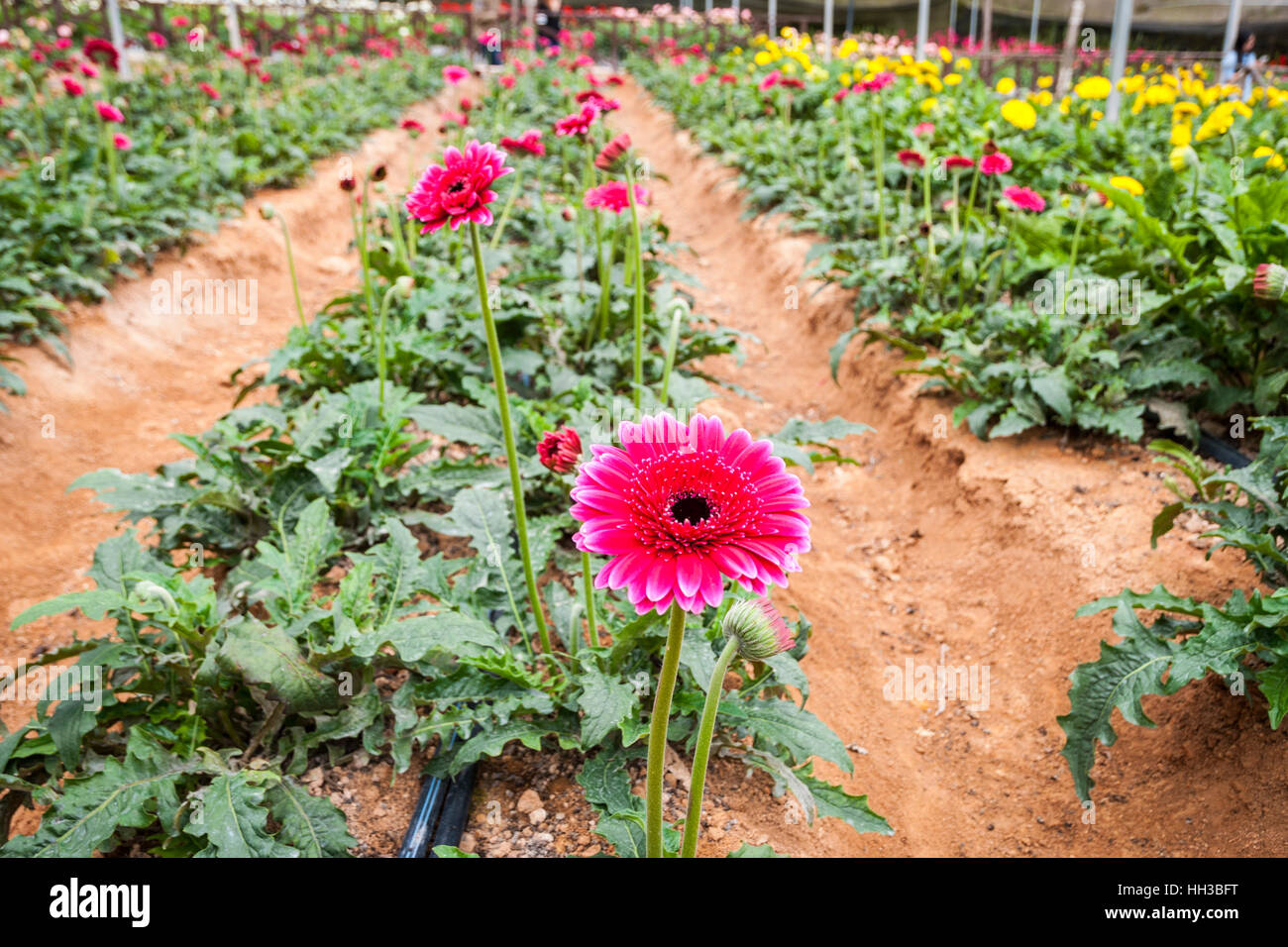 Gerbera daisy field nobody hi-res stock photography and images - Alamy