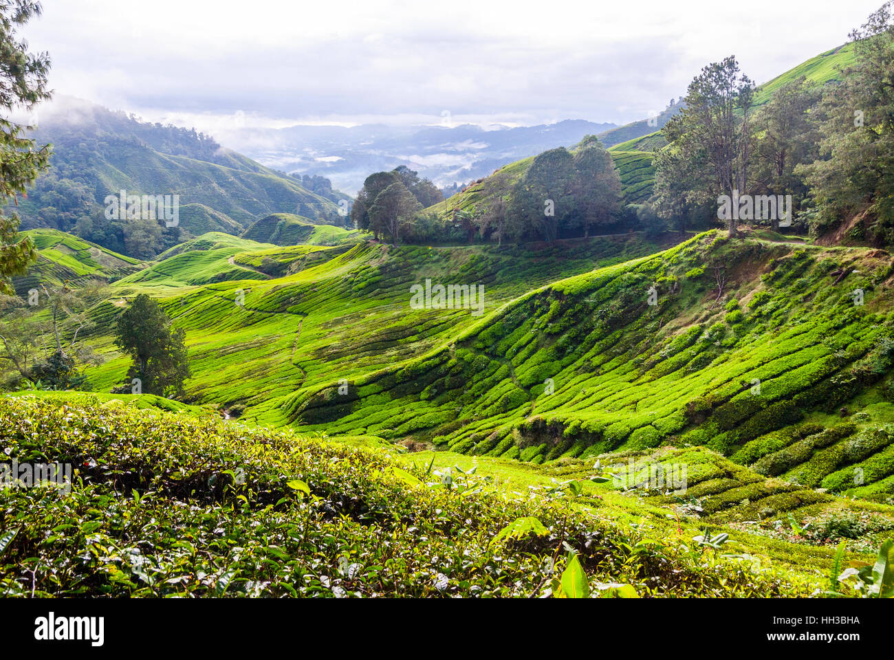 Scenic valley with tea plantation, Cameron highlands, Malaysia Stock ...