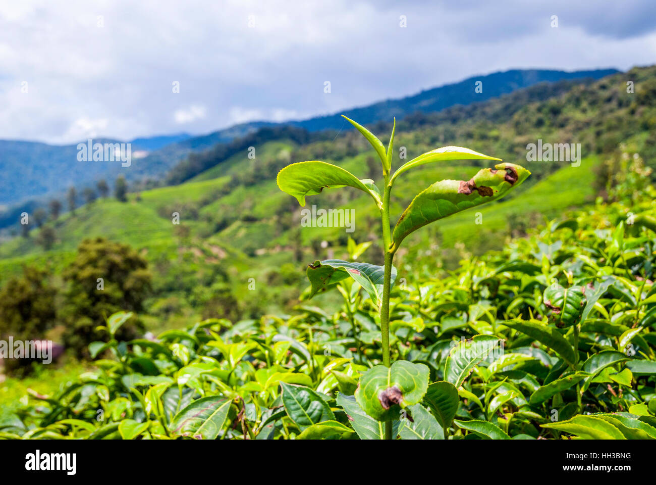 Tea leaf close up plant growing hi-res stock photography and images - Alamy