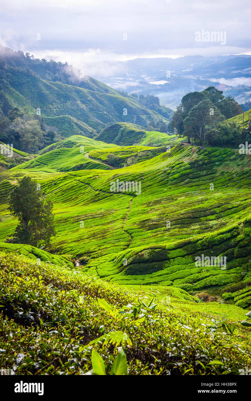 Scenic valley with tea plantation, Cameron highlands, Malaysia Stock ...
