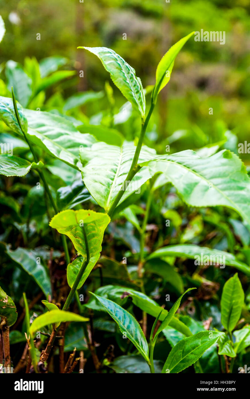 Close up of tea bush leaves, Cameron highands, Malaysia Stock Photo - Alamy