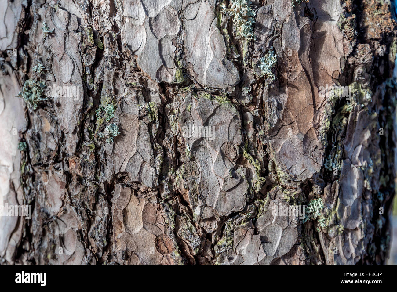 Pine bark macro Stock Photo - Alamy
