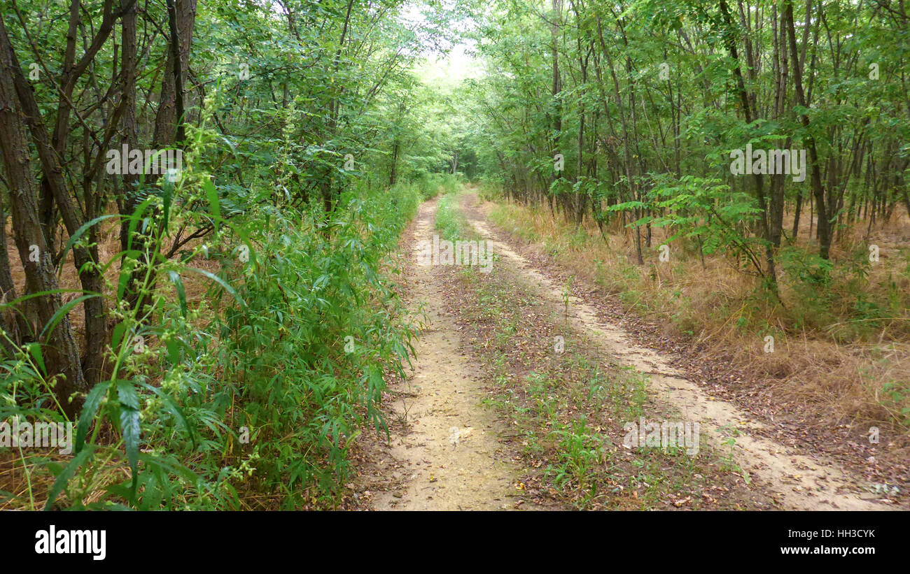 Abandoned forest road hi-res stock photography and images - Alamy