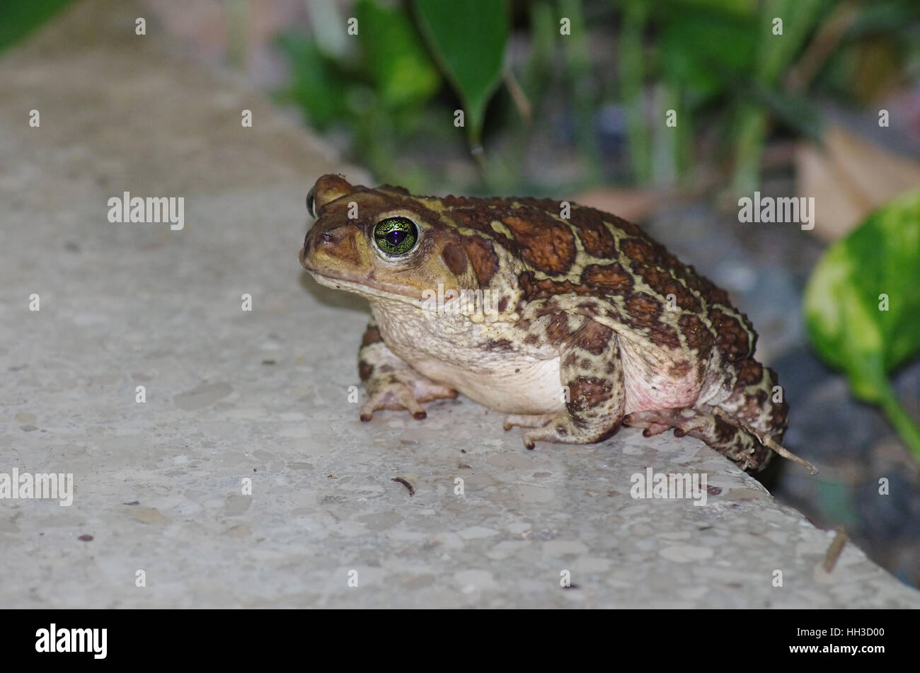 Big toad hi-res stock photography and images - Alamy