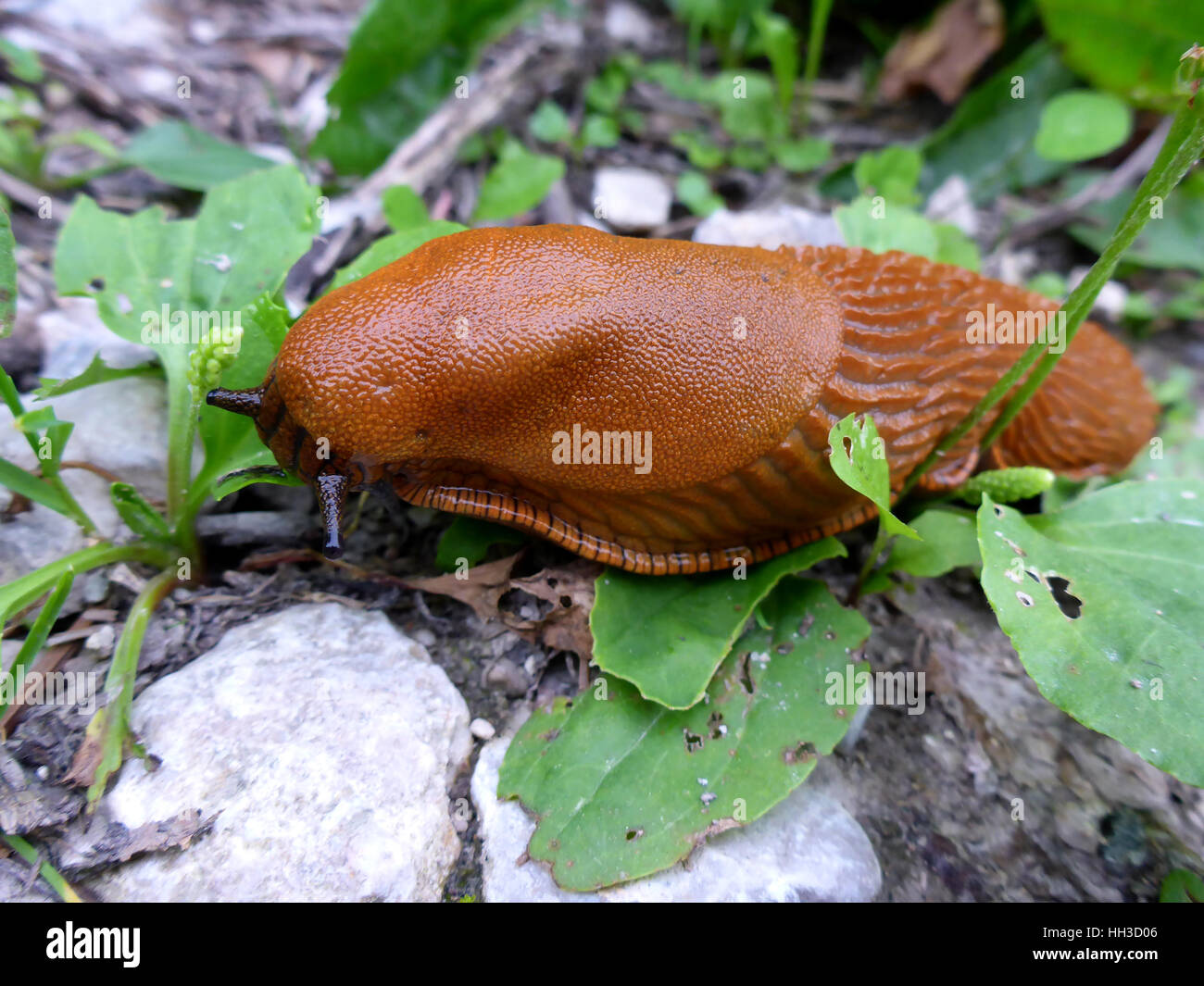 Slug grass hi-res stock photography and images - Alamy