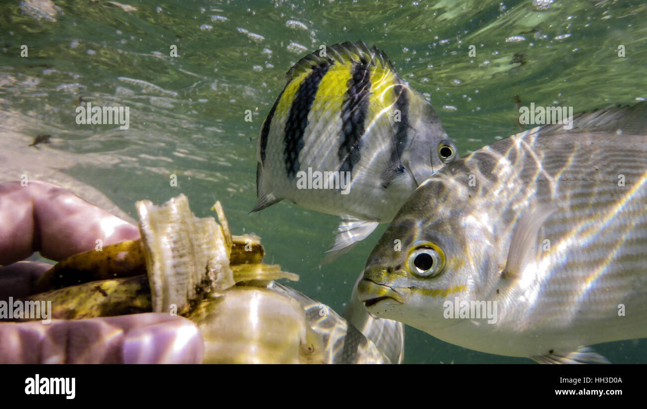 Fish eating coral hi-res stock photography and images - Alamy