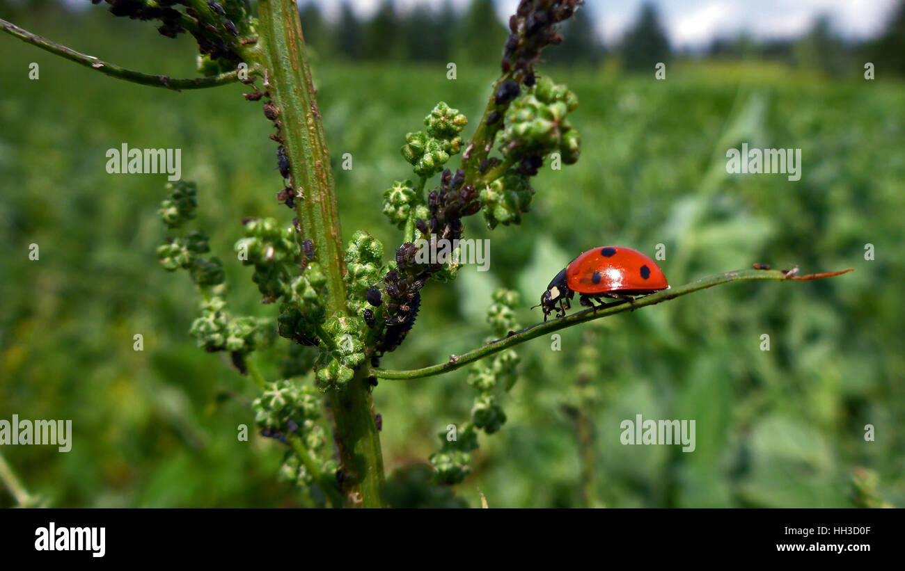 Ladybug on a plant with aphids Stock Photo - Alamy