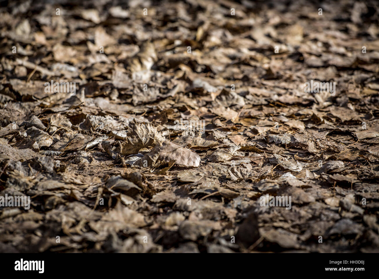 An assortment of dried leaves on the ground at the end of the season ...