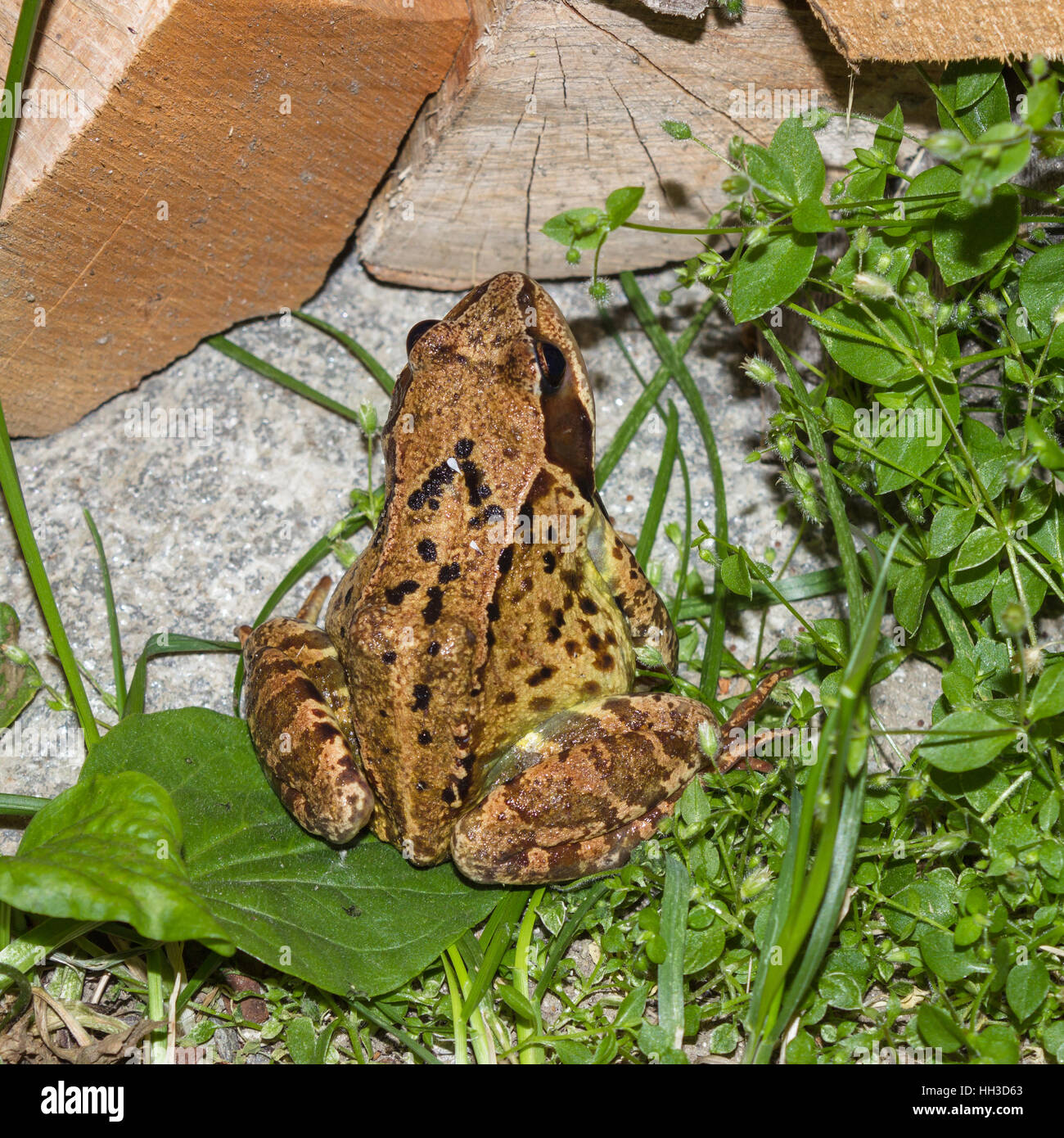 Skin green toad spotted natural hi-res stock photography and images - Alamy