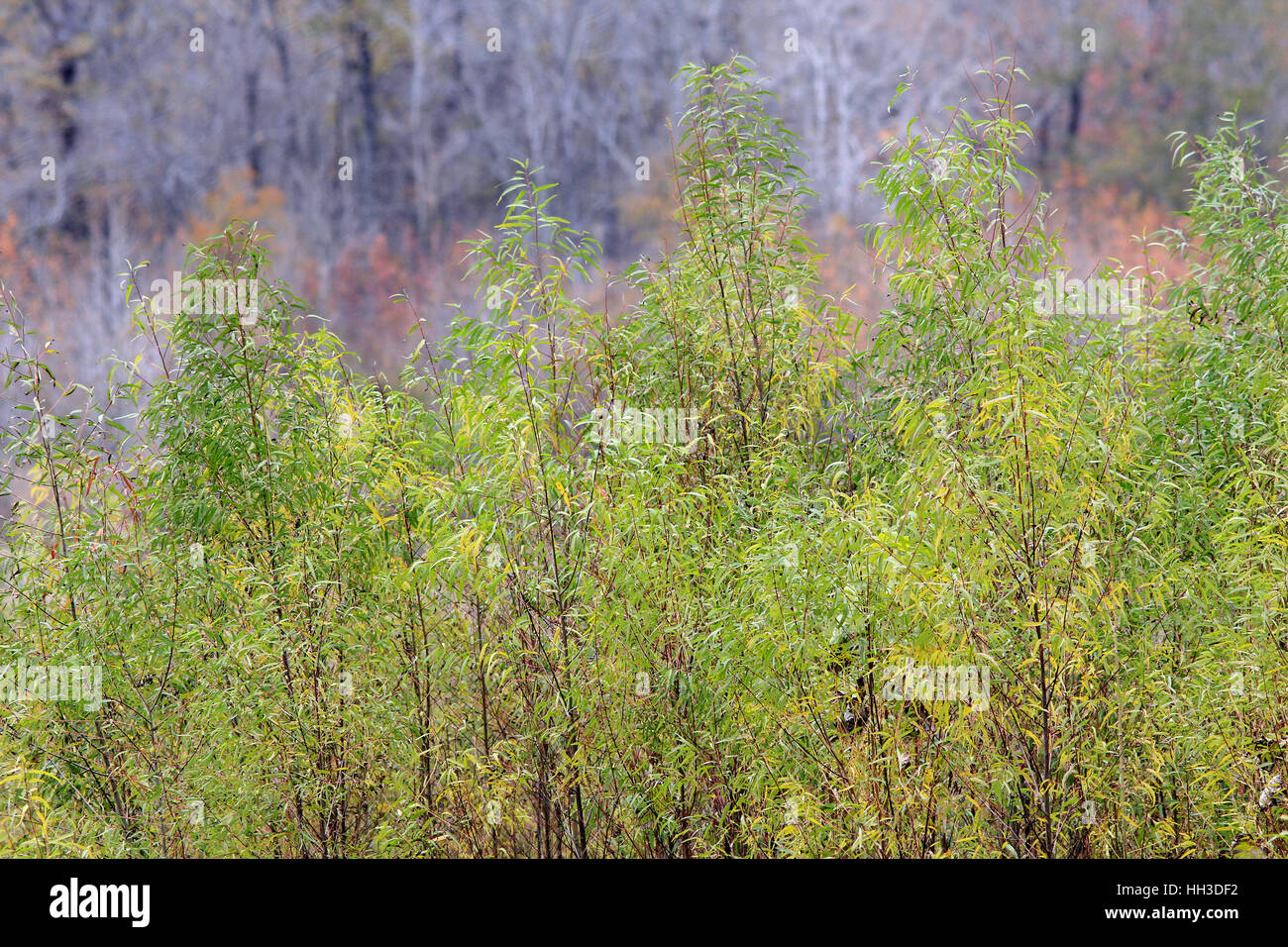 willow treetops background Stock Photo - Alamy