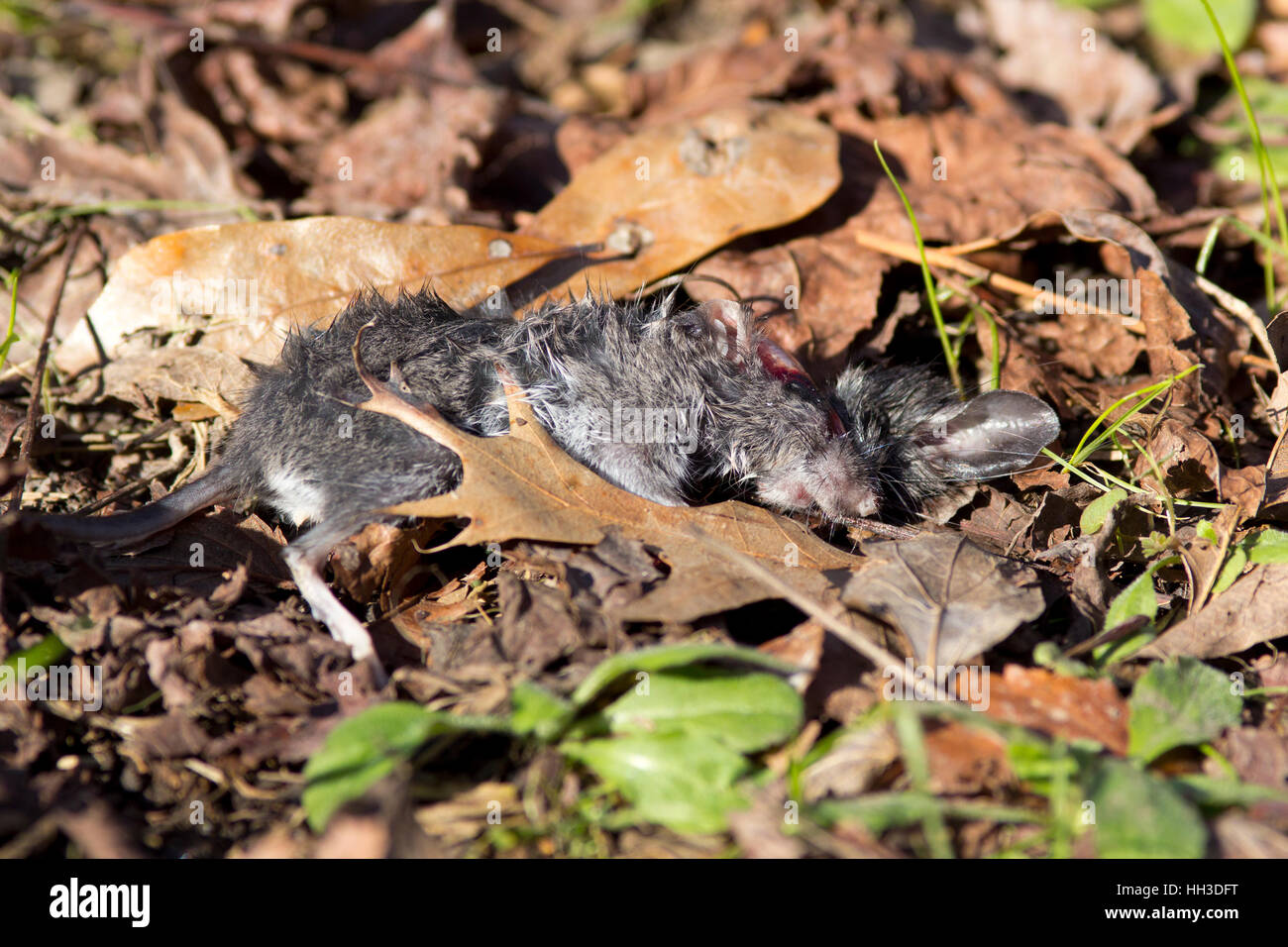 Deceased Rodent High Resolution Stock Photography and Images - Alamy