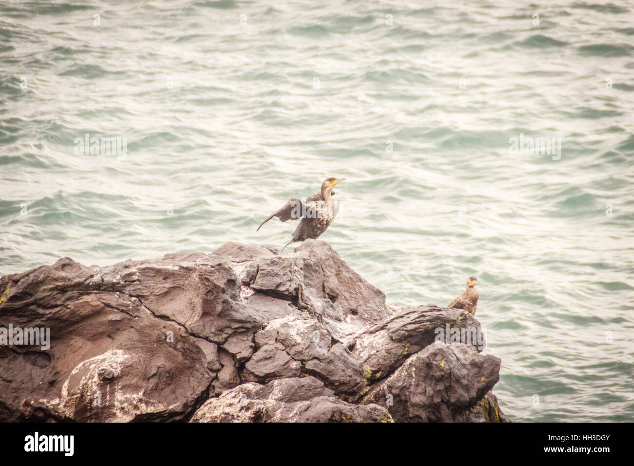 View of birds live in the famous tourist attraction in Jeju Island ...